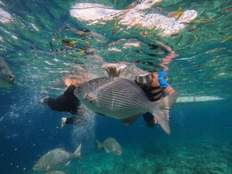 BOHOL: Dolphin Watching, Turtle Swim and Island Party - The Value in Context