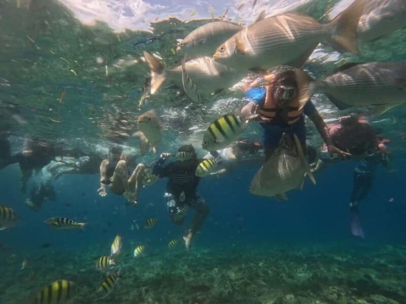 BOHOL: Dolphin Watching, Turtle Swim and Island Party - FAQs