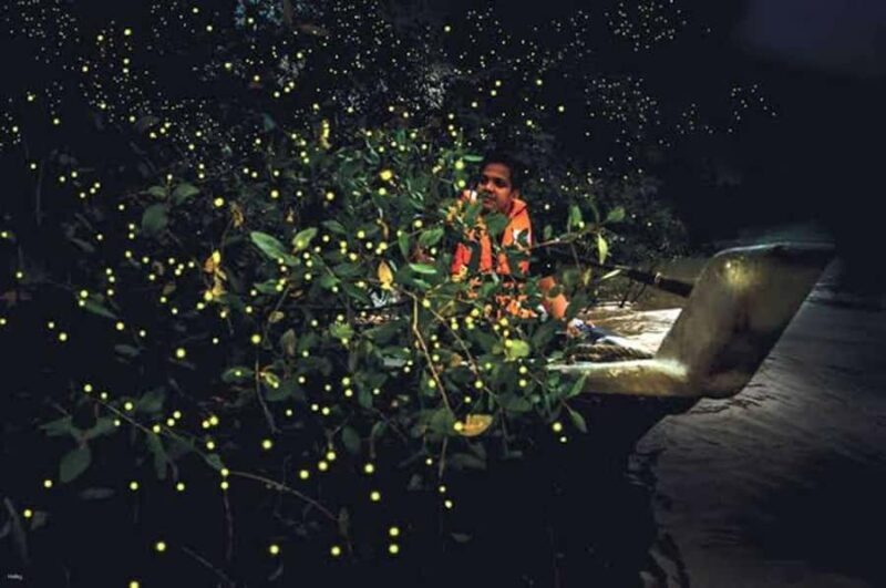 Bohol: Firefly Experience with Pickup - Introduction