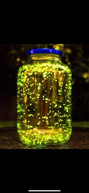 Bohol: Firefly Experience with Pickup - The Sum Up