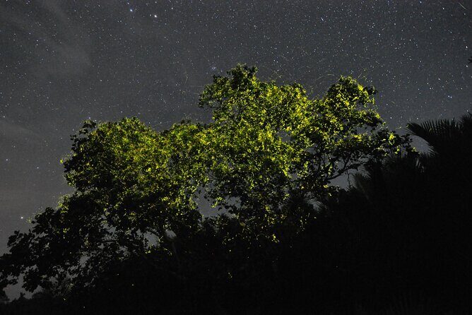 Bohol: Firefly Watching Cruise or Kayaking - Why This Tour Matters for Your Bohol Visit