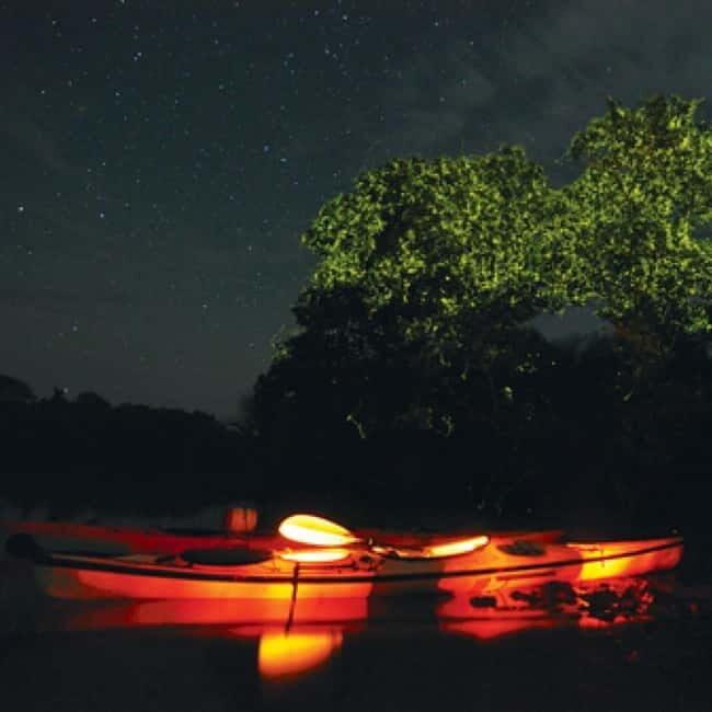 Bohol: Firefly Watching Shared Tour - Key Points