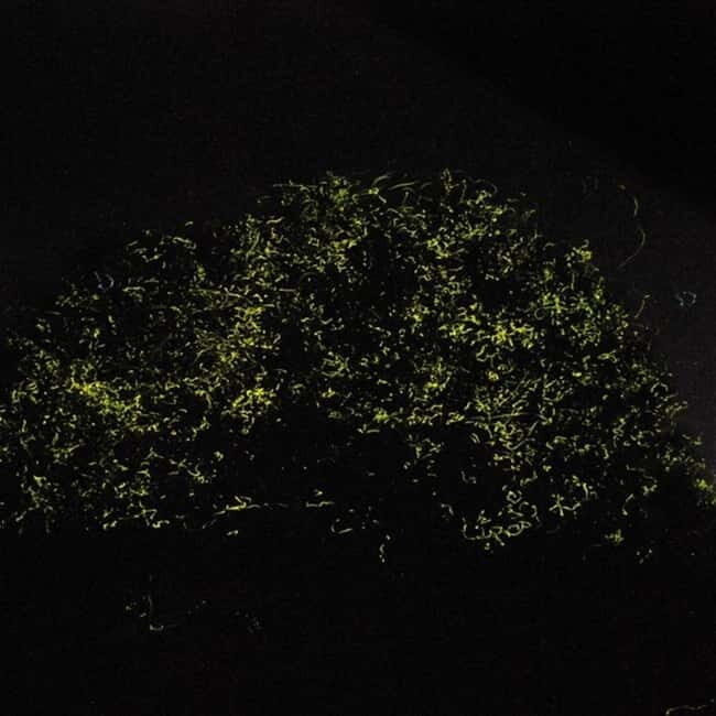 Bohol: Firefly Watching Shared Tour - What to Expect from the Firefly Watching Tour