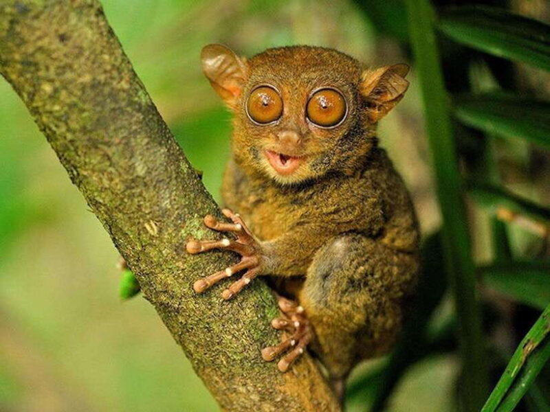 Bohol: Guided Chocolate Hills & Tarsiers Tour - A Day Well Spent Exploring Bohol’s Highlights