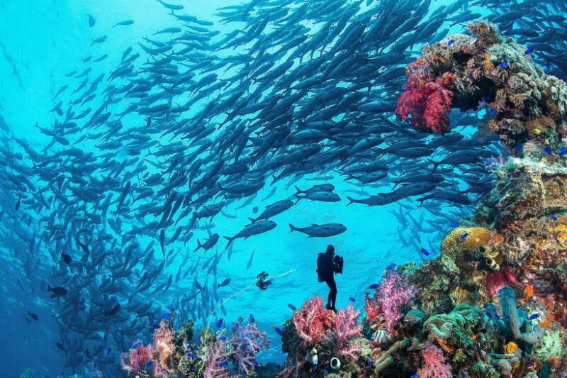 Bohol island: Fun dive local dive - An In-Depth Review of the Bohol Fun Dive Local Dive Tour