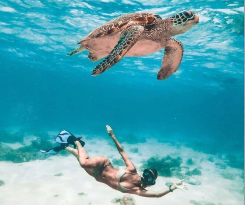 Bohol: Island Hopping with Snorkeling at Balicasag Island - Key Points