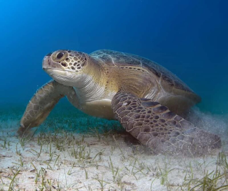 Bohol: Island Hopping with Snorkeling at Balicasag Island - An In-Depth Look at the Tour