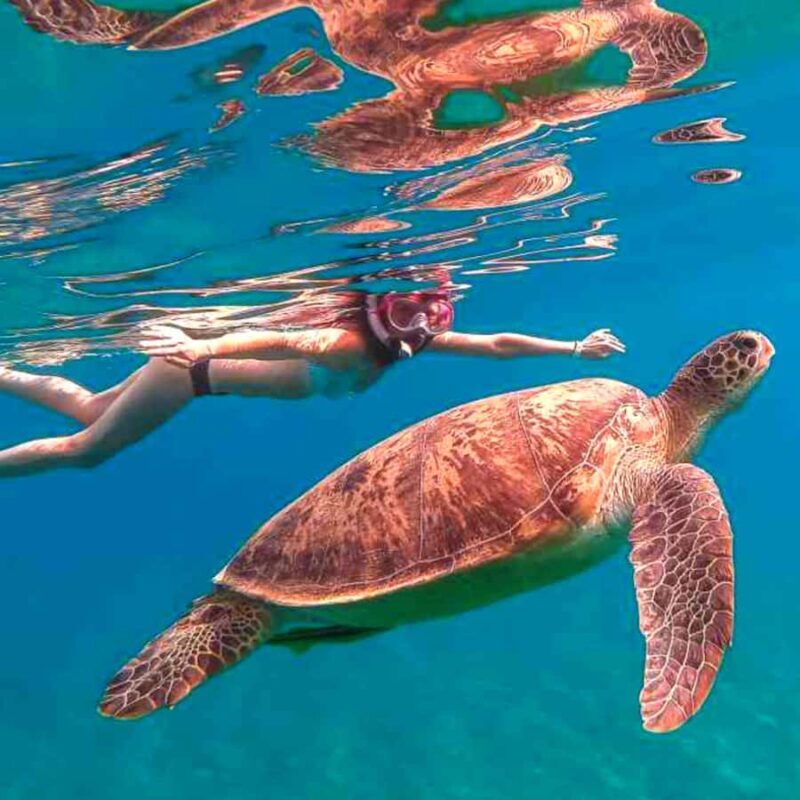 Bohol: Island Hopping with Snorkeling at Balicasag Island - Practical Tips for Travelers