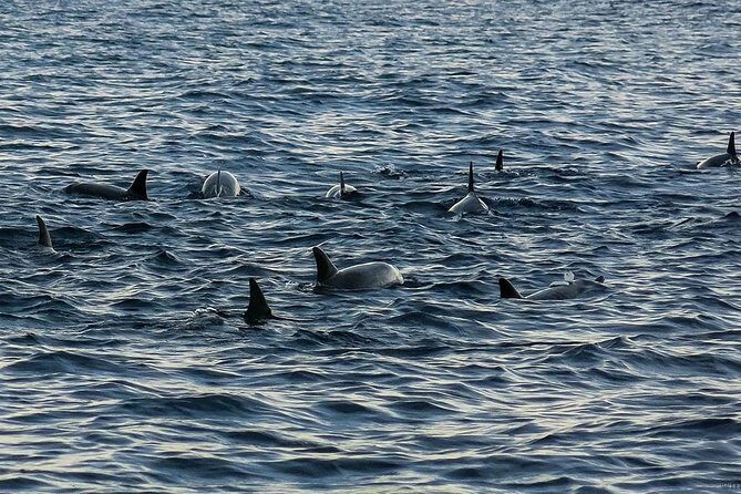 Bohol: Pamilacan Island Dolphin & Whale Watching Tour - Bohol: Pamilacan Island Dolphin & Whale Watching Tour — A Deep Dive into Marine Encounters