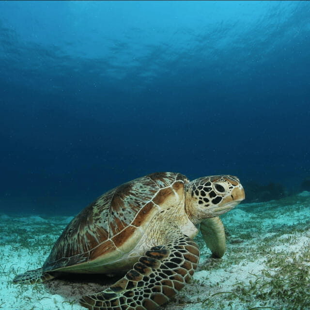 Bohol: Pamilacan Island Fun Dive Experience! - Key Points