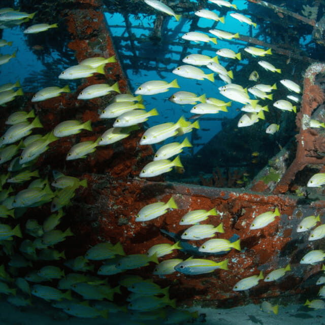 Bohol: Pamilacan Island Fun Dive Experience! - Final Verdict