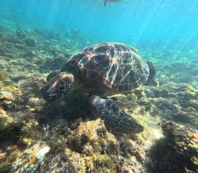 Bohol PAMILACAN Island Turtle & Dolphin Watching - Key Points