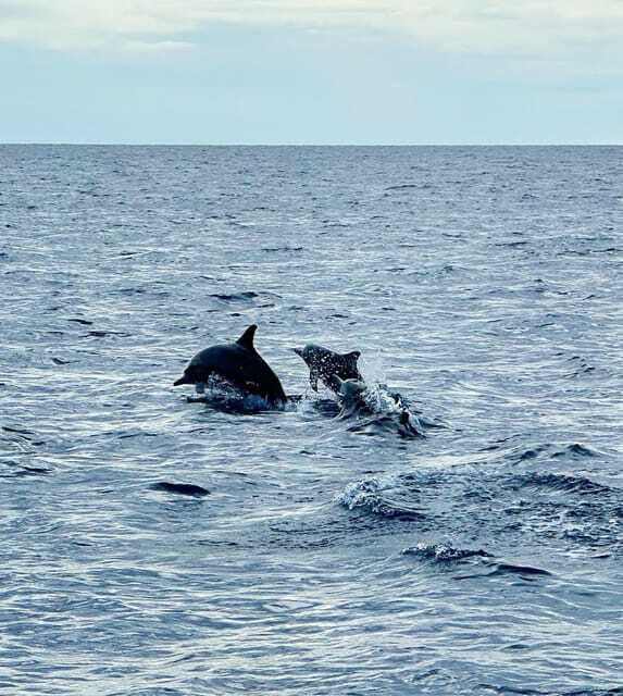 Bohol PAMILACAN Island Turtle & Dolphin Watching - FAQ