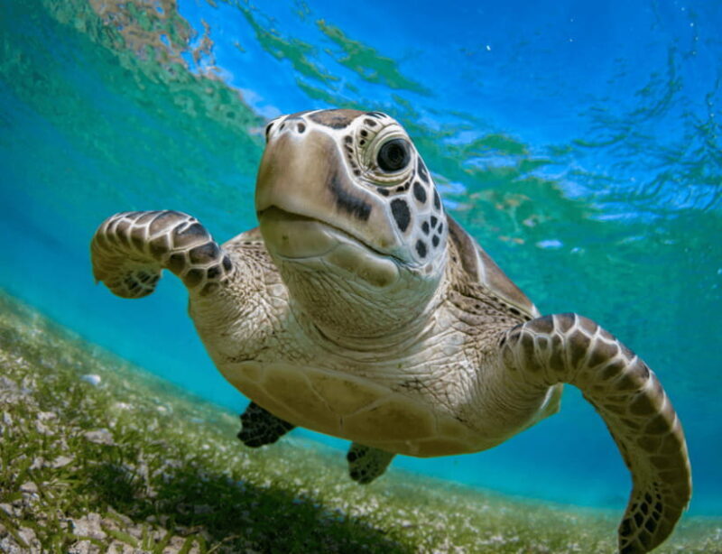 Bohol: Panglao Island Hopping & Dolphin Watching Tour - Key Points