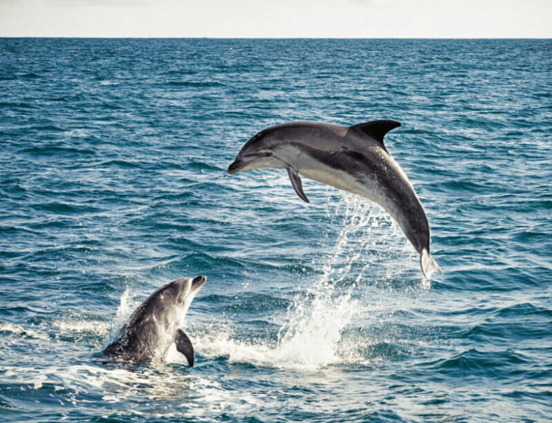 Bohol: Panglao Island Hopping & Dolphin Watching Tour - Snorkeling at Balicasag Island