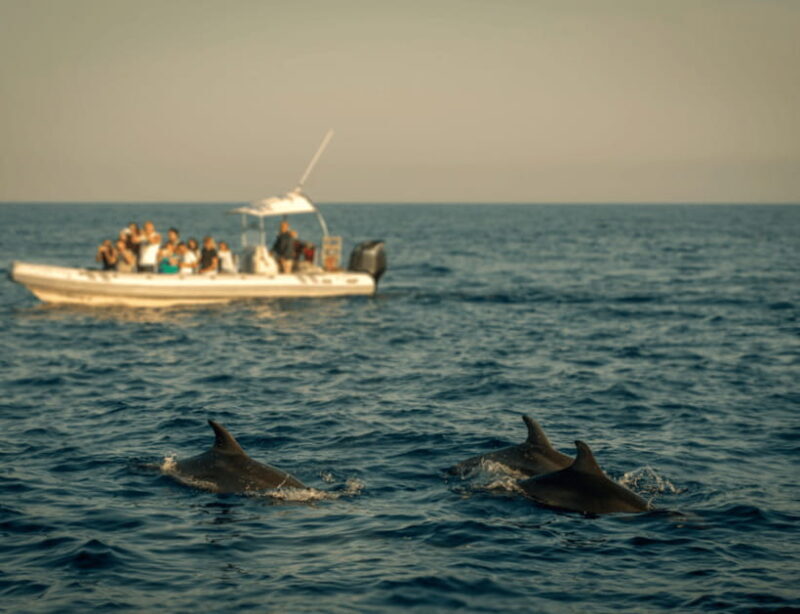 Bohol: Panglao Island Hopping & Dolphin Watching Tour - Final Water Transfer and Return
