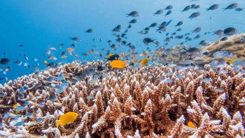 Bohol: Private Balicasag Tour with extra snorkeling time - An In-Depth Look at the Tour Experience