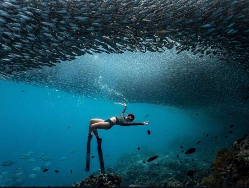 Bohol: Private Sardine Snorkel & Tropical Fish Tour - The Experience Details