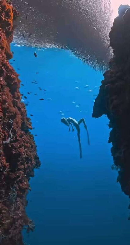 Bohol: Private Sardine Snorkel & Tropical Fish Tour - Pricing and Value