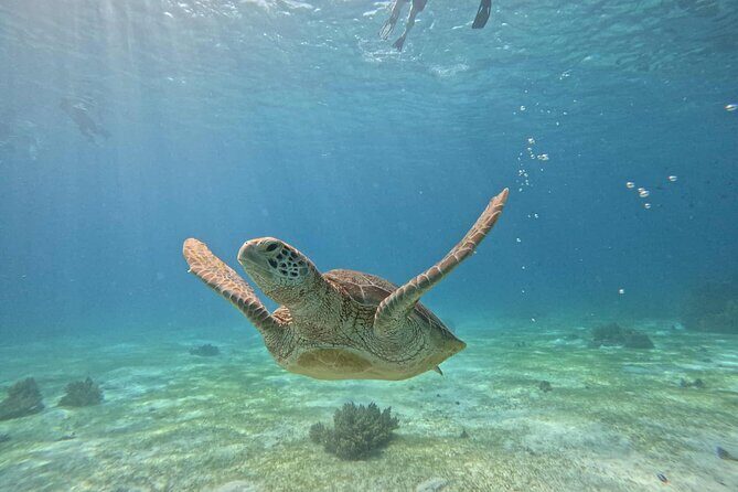 Bohol Province Balicasag Island Day Tour - What Travelers Love About It