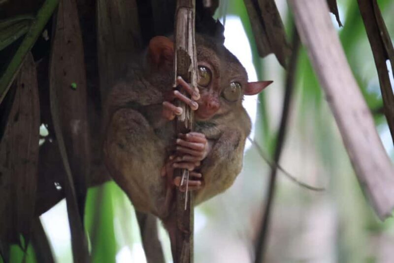 Bohol: Sunset Chocolatehills Tour with Buffet Cruise Lunch - A Closer Look at the Bohol Sunset Chocolate Hills Tour