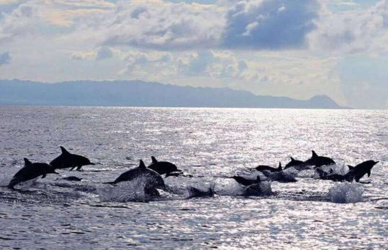 Bohol: Swim with Sea Turtles & Dolphins Island Hopping Tour - Key Points