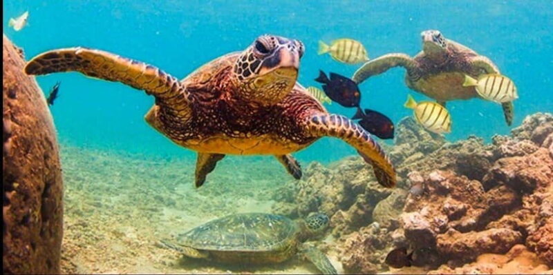 Bohol: Swim with Sea Turtles & Dolphins Island Hopping Tour - The Local Flavors & Authentic Touches