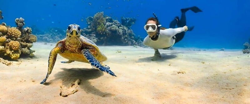 Bohol: Swim with Sea Turtles & Dolphins Island Hopping Tour - Practical Details: Transportation, Duration, Cost, and Flexibility