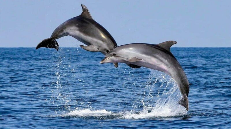 Bohol: Swim with Sea Turtles & Dolphins Island Hopping Tour - FAQ