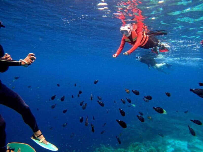 Bohol: Turtle Sanctuary Snorkeling Boat Tour with Lunch - Authentic Experiences from Travelers