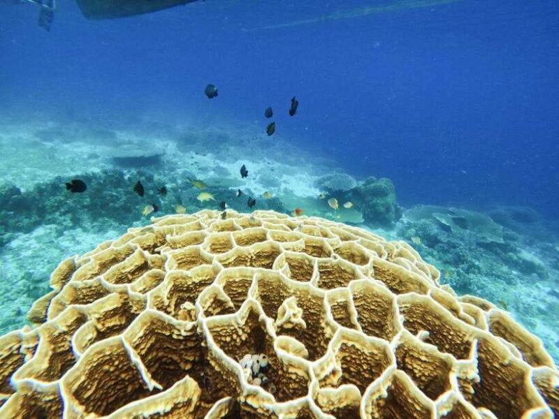 Bohol: Turtle Sanctuary Snorkeling Boat Tour with Lunch - FAQ