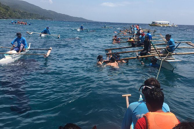 Bohol Whaleharks Interaction & Bohol Countryside Tour with Lunch (Cebu or Bohol) - Transportation and Logistics