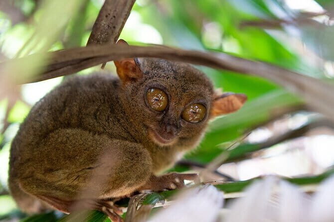 Bohol Whaleshark Watching with Loboc River Lunch - FAQ: Practical Questions About This Tour