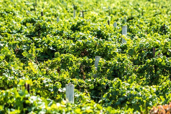 Boise River Wine Walk: Sip and Stroll Through Urban Wineries - Who Should Consider This Tour?