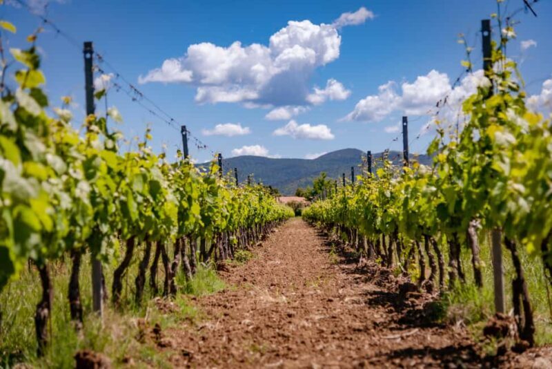 Bolgheri: guided visit of the winery and tasting of our wines - The Cellar Tour: From Grains to Glass