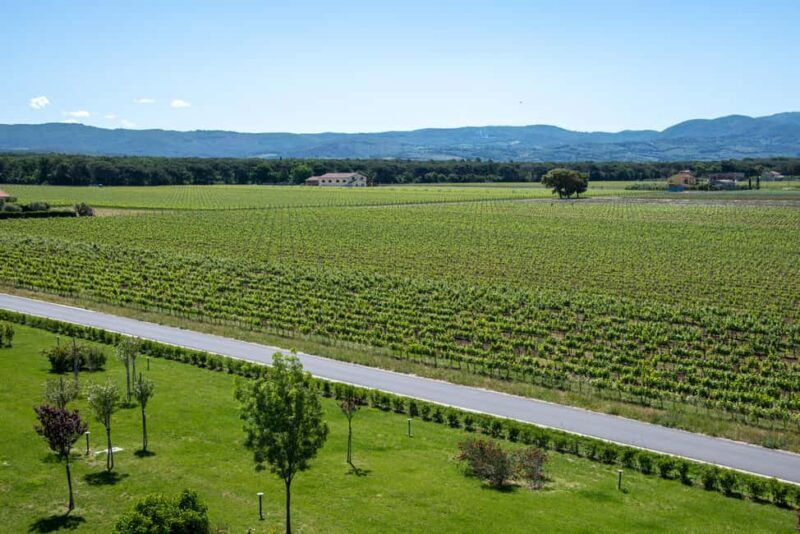 Bolgheri: guided visit of the winery and tasting of our wines - Authentic Flavors and Local Delights