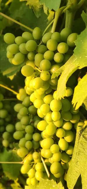 Bolgheri: Guided Walking Tour of the Village - A Walk Through Bolgheri: What to Expect