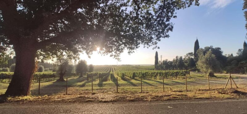 Bolgheri: Guided Walking Tour of the Village - The Sum Up