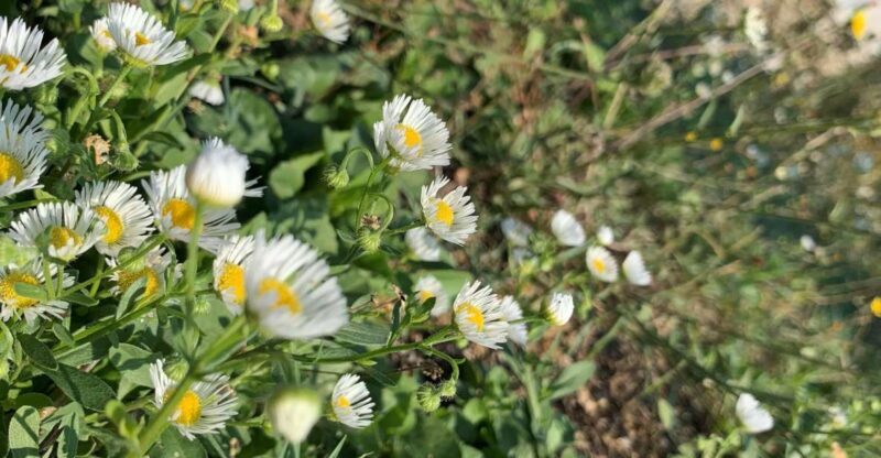 Bologna Forlì: foraging, looking for wild edible herbs - Introduction: A Taste of Nature’s Bounty in Emilia-Romagna