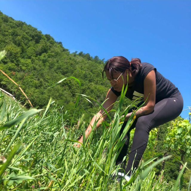 Bologna Forlì: foraging, looking for wild edible herbs - The Sum Up: Your Authentic Italian Herbal Adventure