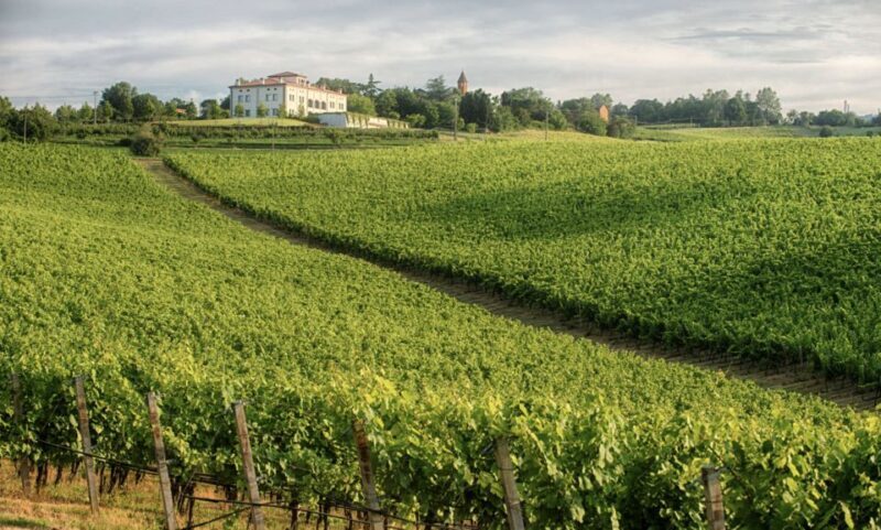 Bologna Vineyard Vista: a journey through Emilian wines - Tasting the wines