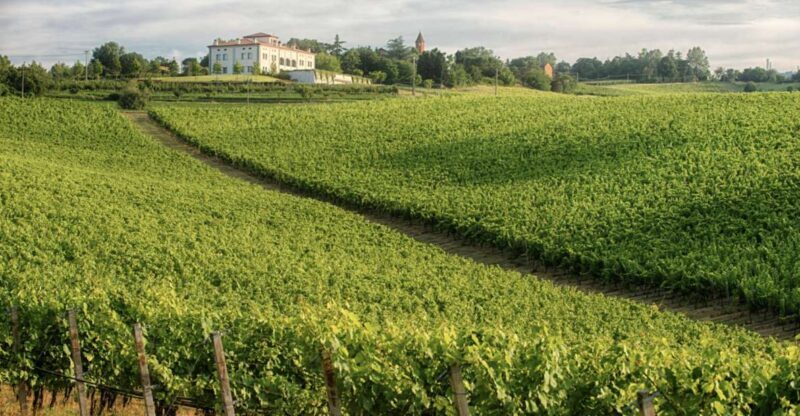 Bologna Vineyard Vista: a journey through Emilian wines - Who should consider this tour?