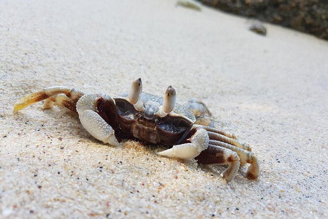 Bon Island Tour by longtail boat with Lunch - A Deep Dive into the Bon Island Experience