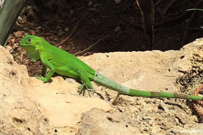 Bonaire Essentials Island Tour - The Sum Up