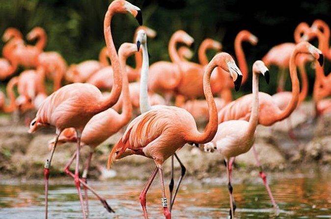 Bonaire Shore Excursion: The Bonaire Highlights Tour - FAQs