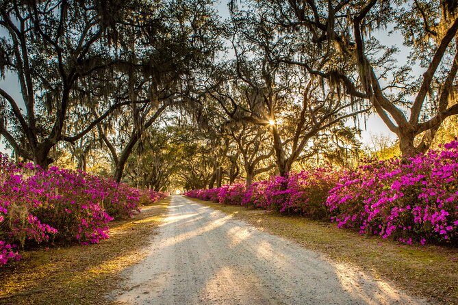 Bonaventure Cemetery & Wormsloe State Historic Site Tour - Critical Considerations