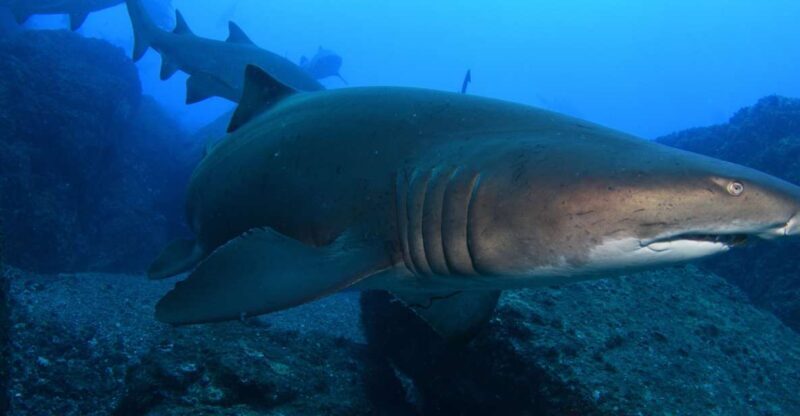 Bondi: Shark Dive at Bushrangers Bay for Certified Divers - An Honest Breakdown of the Experience