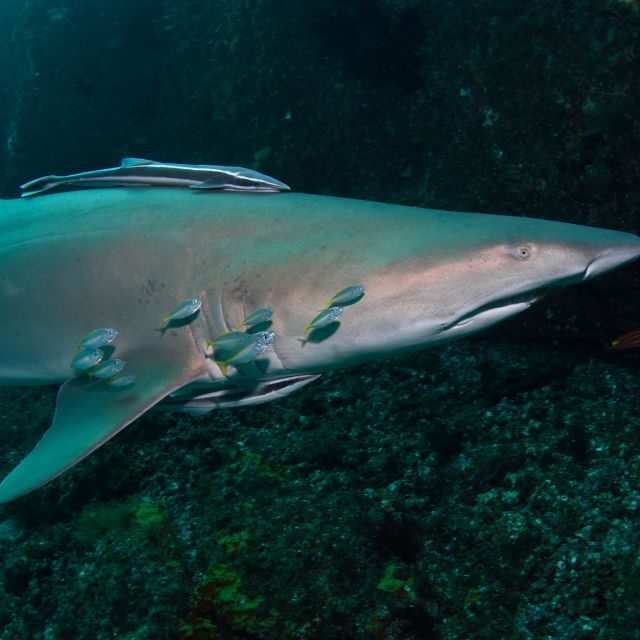 Bondi: Shark Dive at Bushrangers Bay for Certified Divers - Who Will Love This Tour?