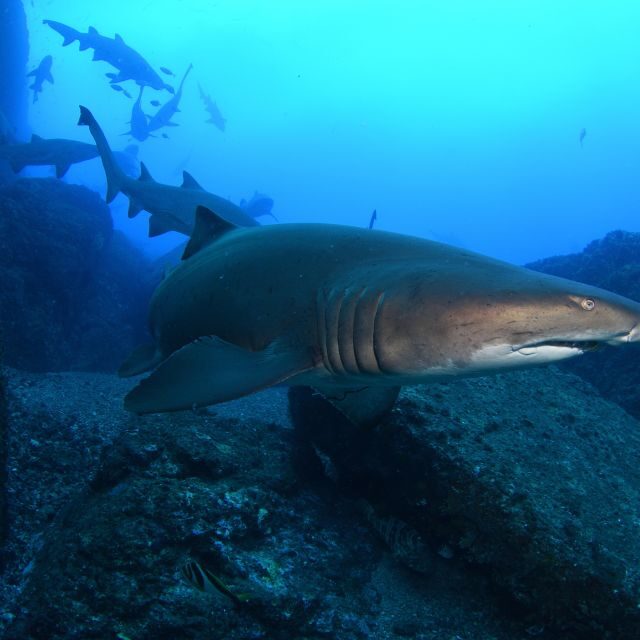 Bondi: Shark Dive at Bushrangers Bay for Certified Divers - The Real Value of This Tour