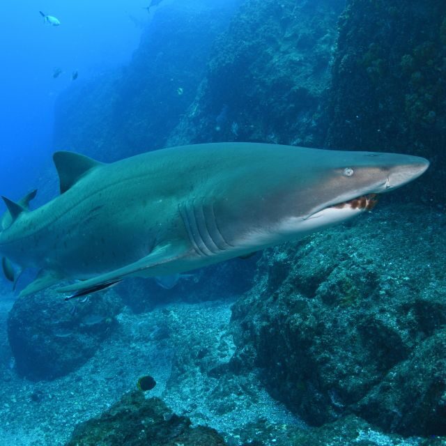 Bondi: Shark Dive at Bushrangers Bay for Certified Divers - Practical Tips for Participants